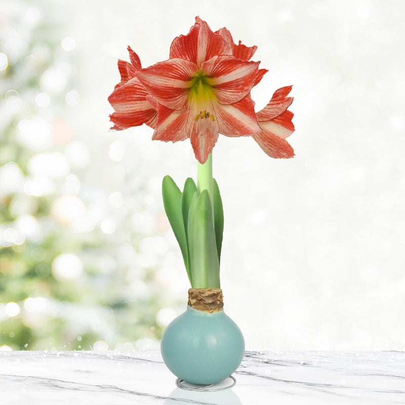 Pastel Picnic Waxed Amaryllis Flower Bulb with Stand, Grow Real ...