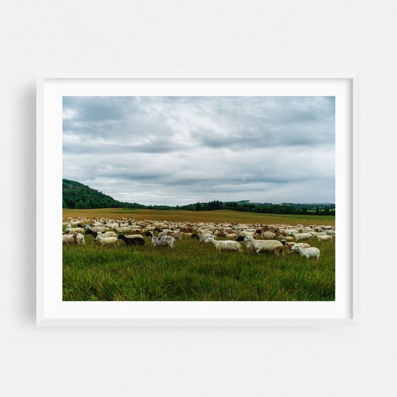 Pasture - Photography Pastoral Countryside Farm Rural Nature Landscape ...
