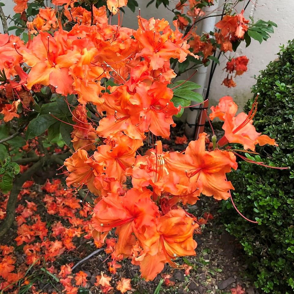 New Life Nursery & Garden Pat Ryan Aromi Azalea, Orange, Deciduous Live ...