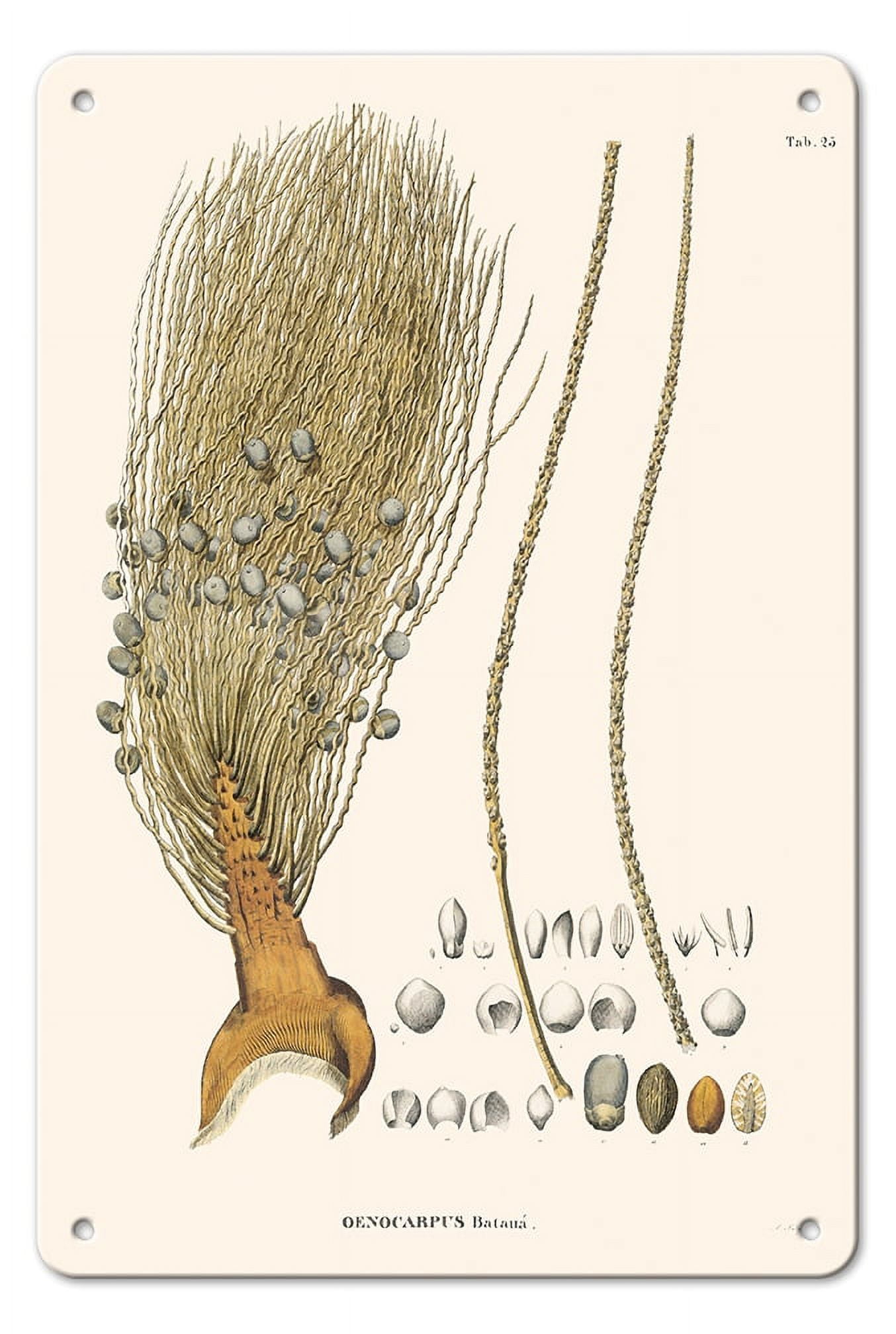 Pataua Palm Tree (Oenocarpus Bataua) - Vintage Botanical Illustration ...