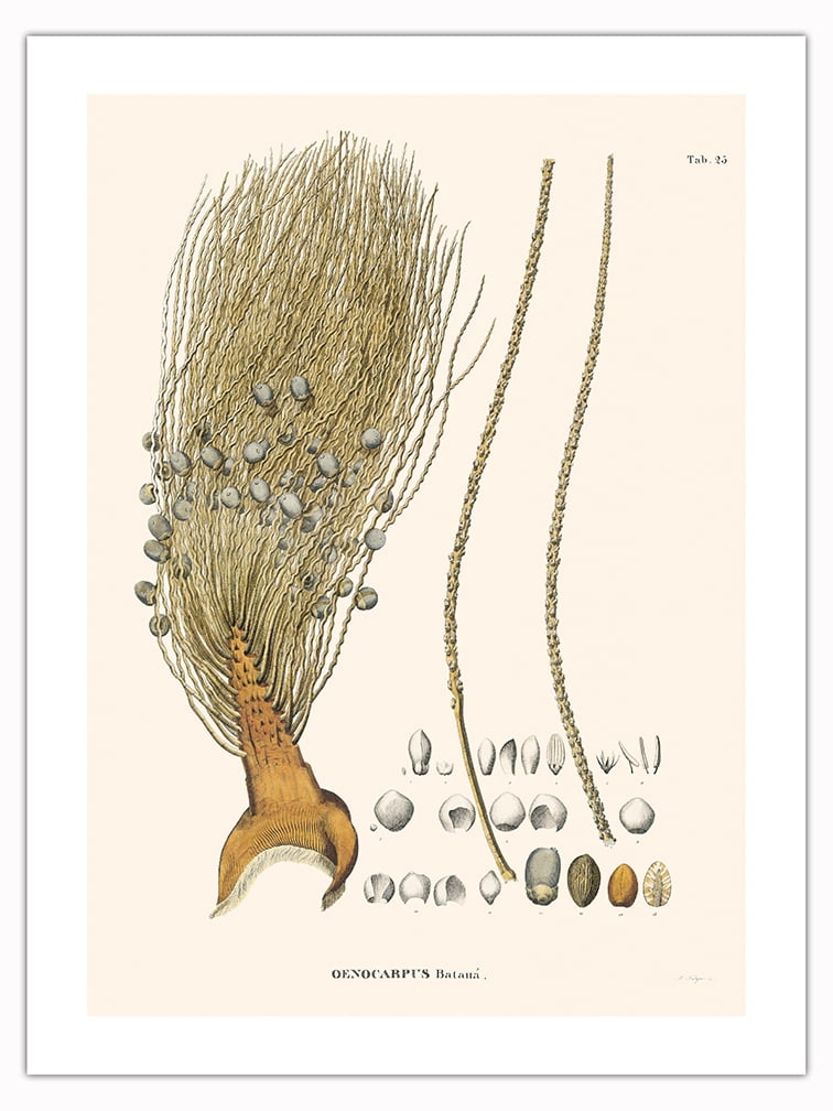 Pataua Palm Tree (Oenocarpus Bataua) - Vintage Botanical Illustration ...