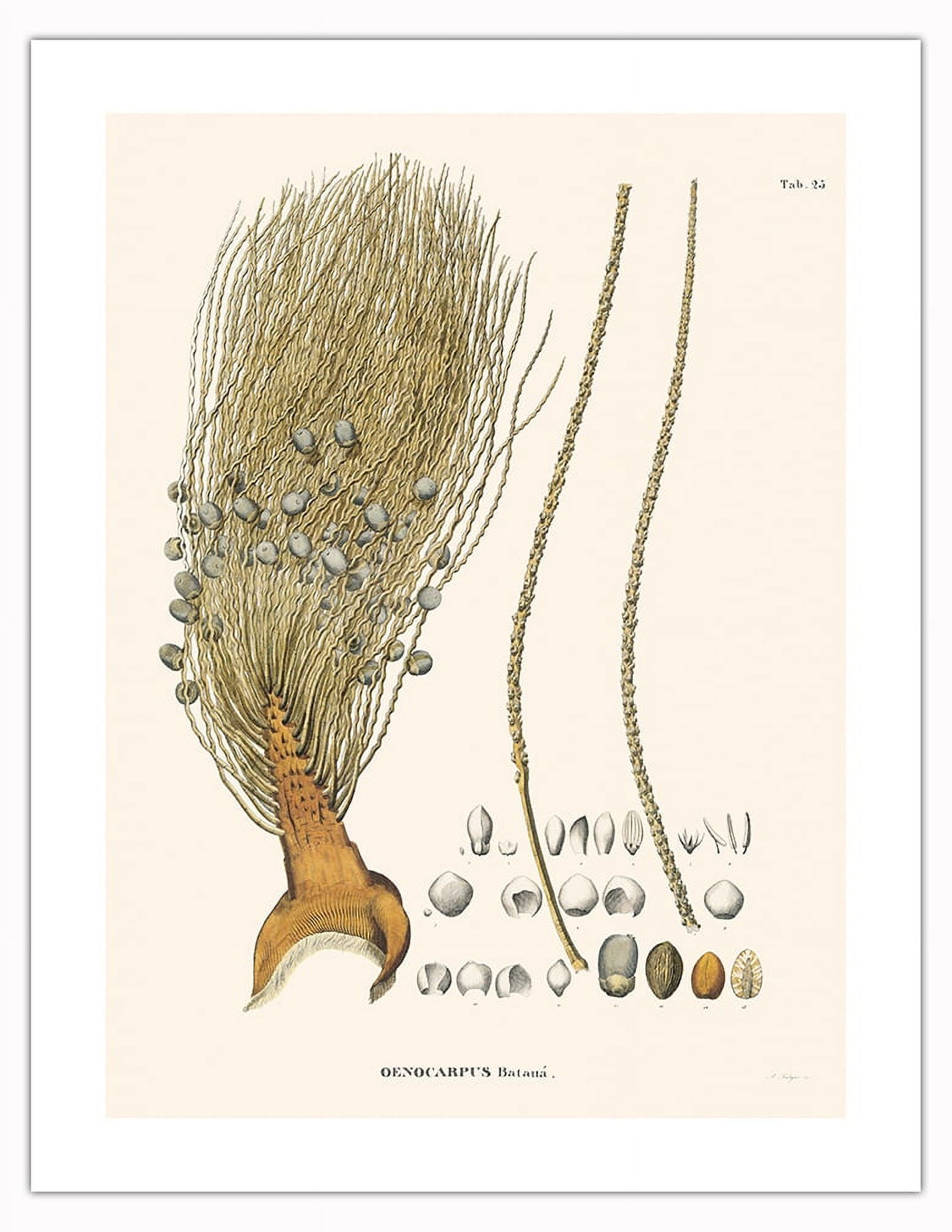 Pataua Palm Tree (Oenocarpus Bataua) - Vintage Botanical Illustration ...