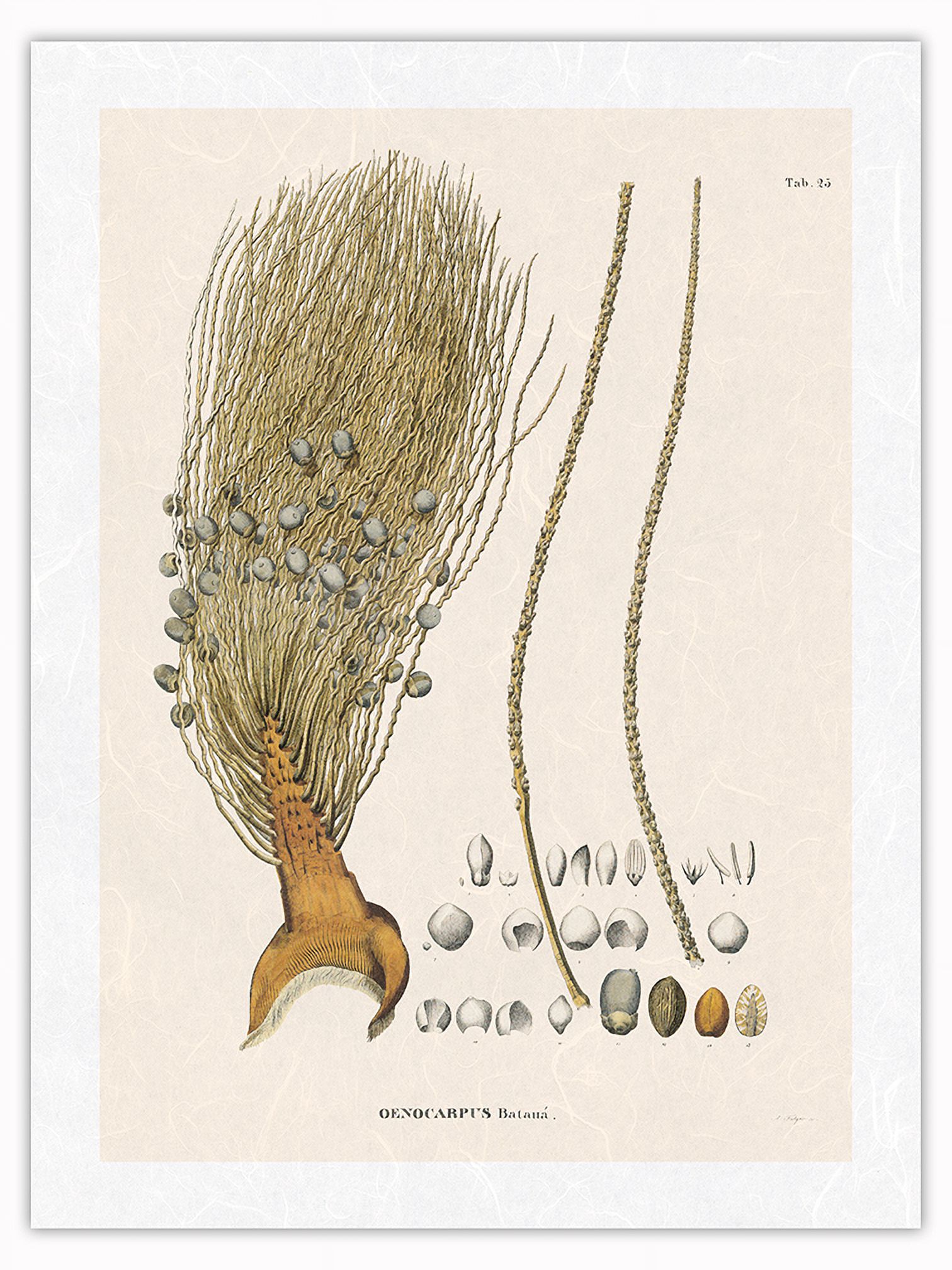 Pataua Palm Tree (Oenocarpus Bataua) - Vintage Botanical Illustration ...