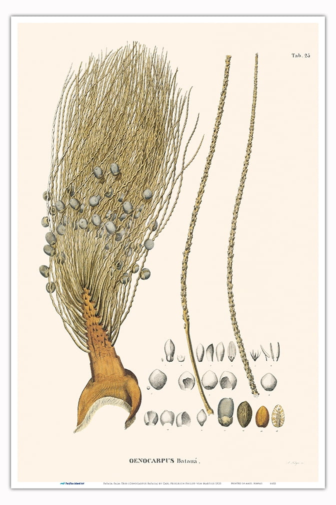 Pataua Palm Tree (Oenocarpus Bataua) - Vintage Botanical Illustration ...