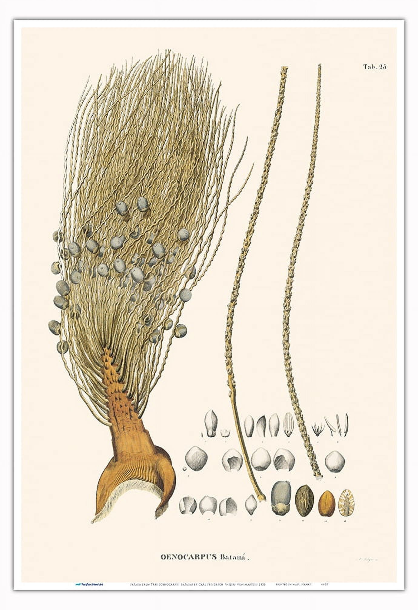 Pataua Palm Tree (Oenocarpus Bataua) - Vintage Botanical Illustration ...