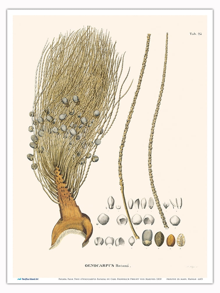 Pataua Palm Tree (Oenocarpus Bataua) - Vintage Botanical Illustration ...