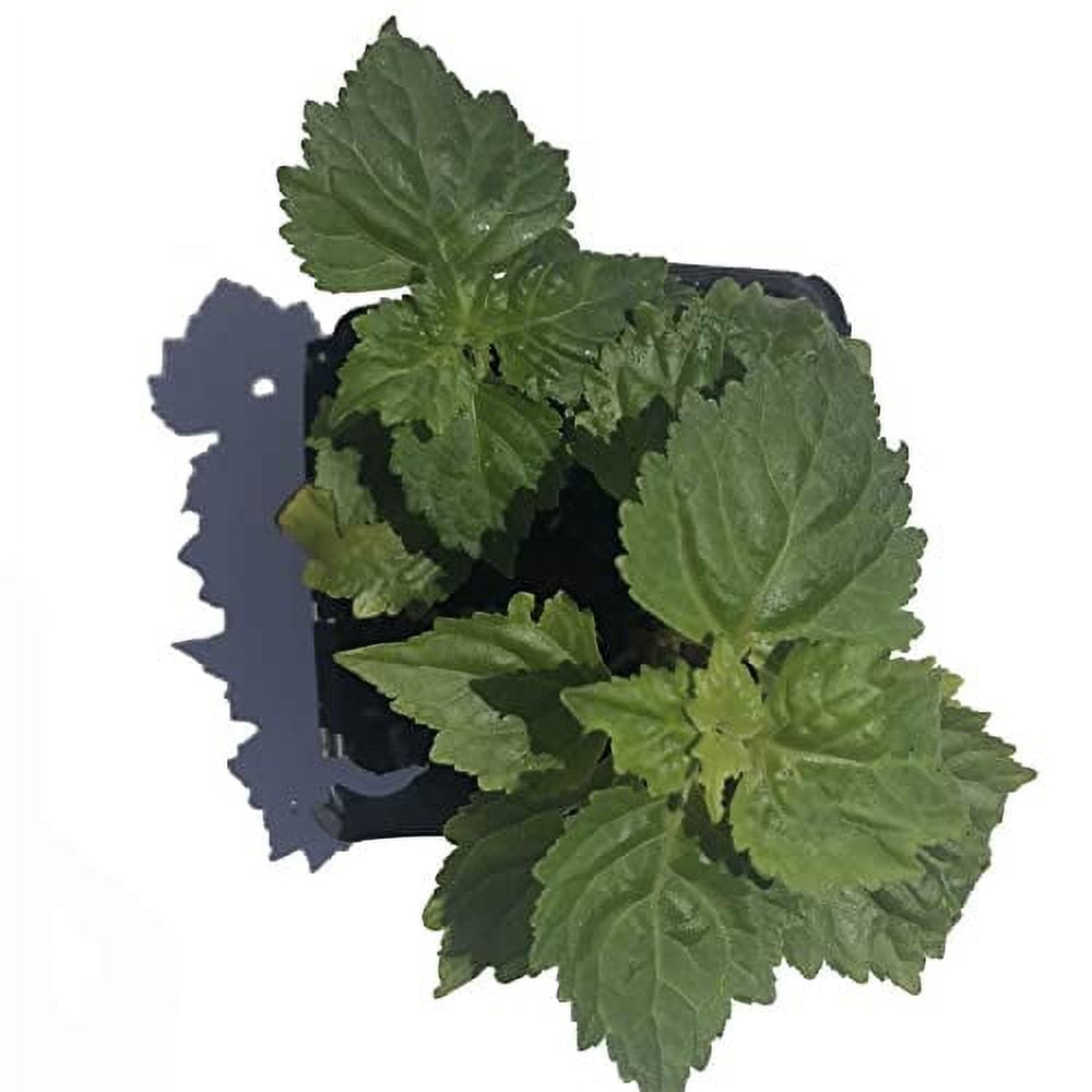Patchouli Plant, (Pogostemon cablin) 2.5 inch Pot - Hippie Fragrance ...
