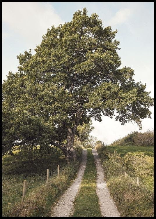 Path Through Greenery Poster Wall Art, Modern Wall Decor For Living ...