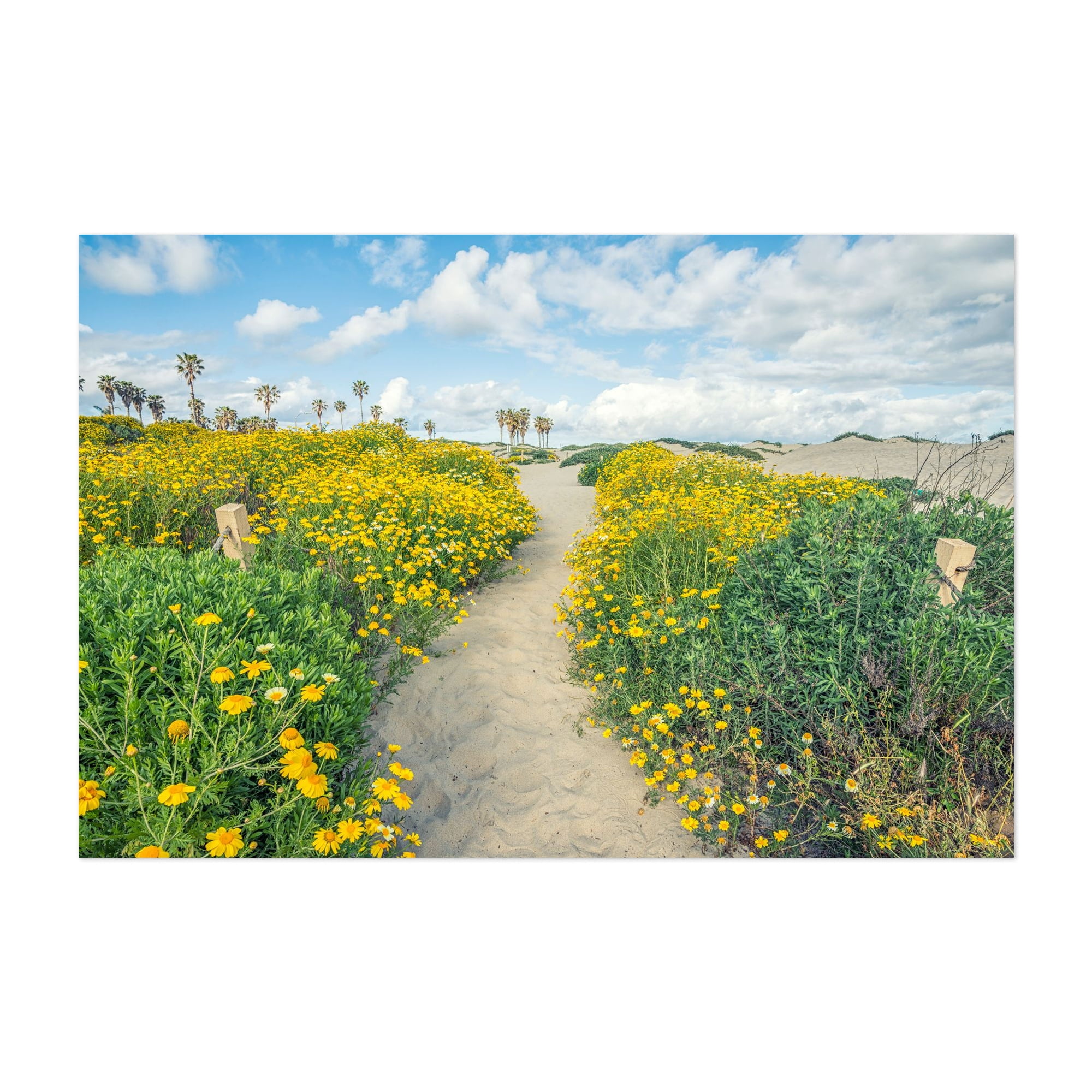 Pathway to Paradise - Spring Is Here - San Diego California Photography ...