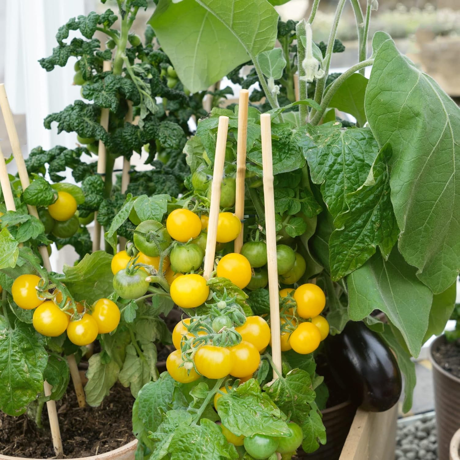 Patio Choice Yellow F1 Hybrid AAS Tomato Seeds - 300 Mg Packet ~70 ...