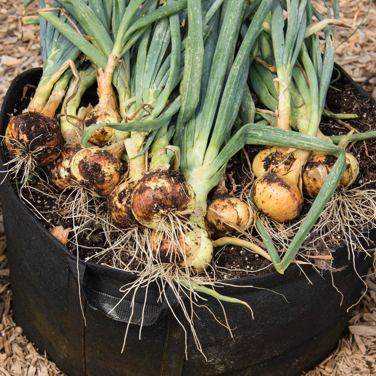 Patio and Deck Grow TubsÂ® - Fabric Garden Containers, 10-Gallon ...