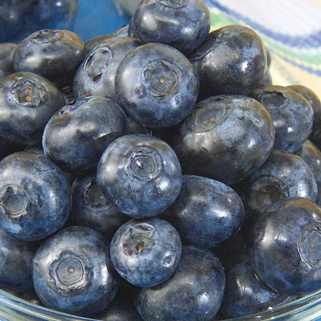 Patriot Blueberry Bush Dormant Bare Root Fruiting Starter Plant (1-Pack ...