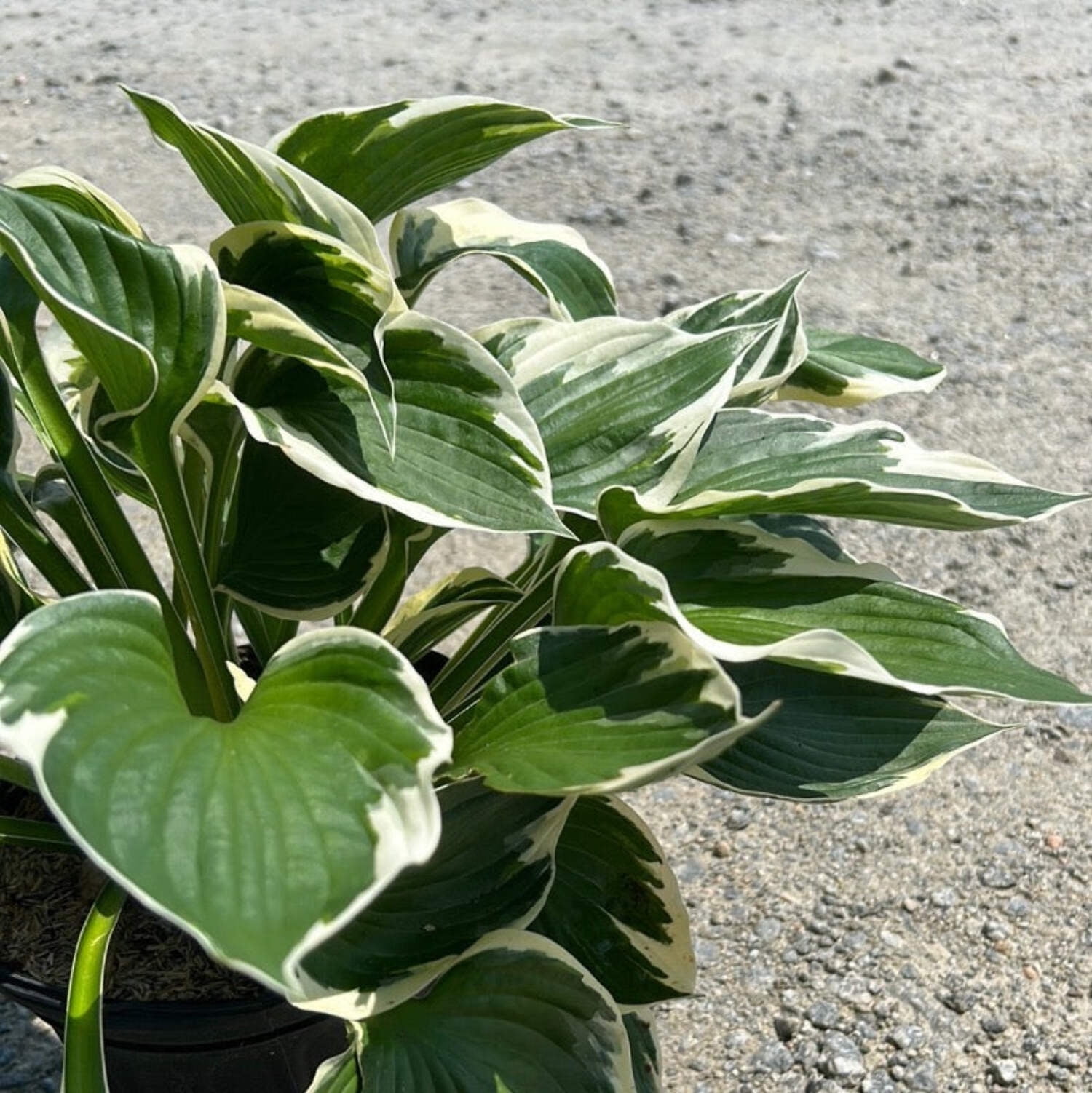 GoBuyPlants - Patriot Hosta - 3 Gallon Pot - Walmart.com
