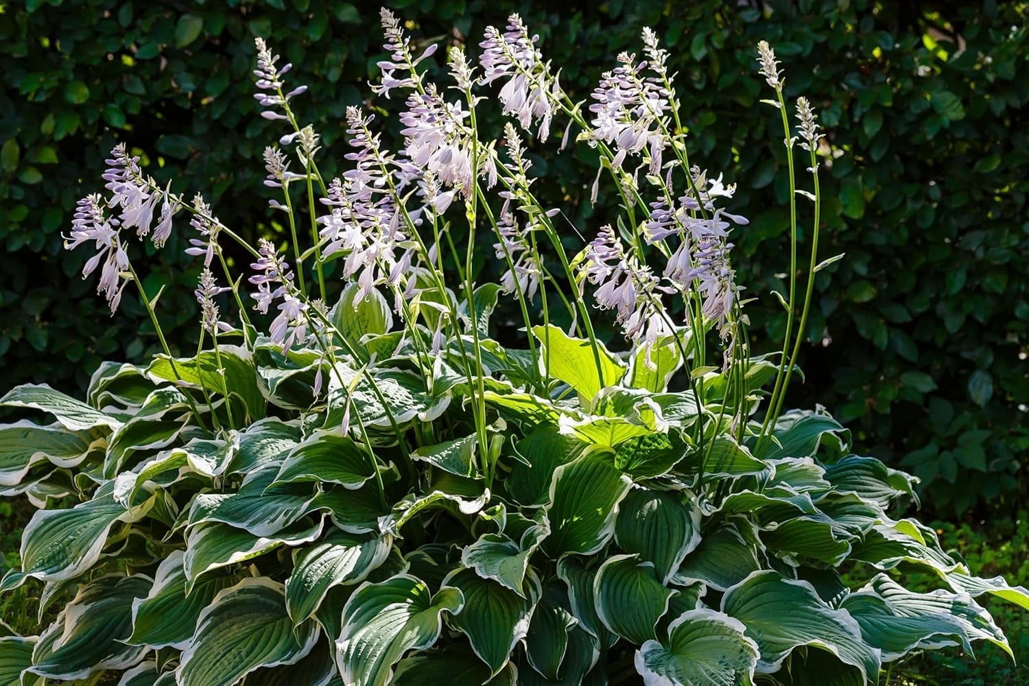 Patriot Hosta Roots for Growing Beautiful Green and White Hosta Plants ...