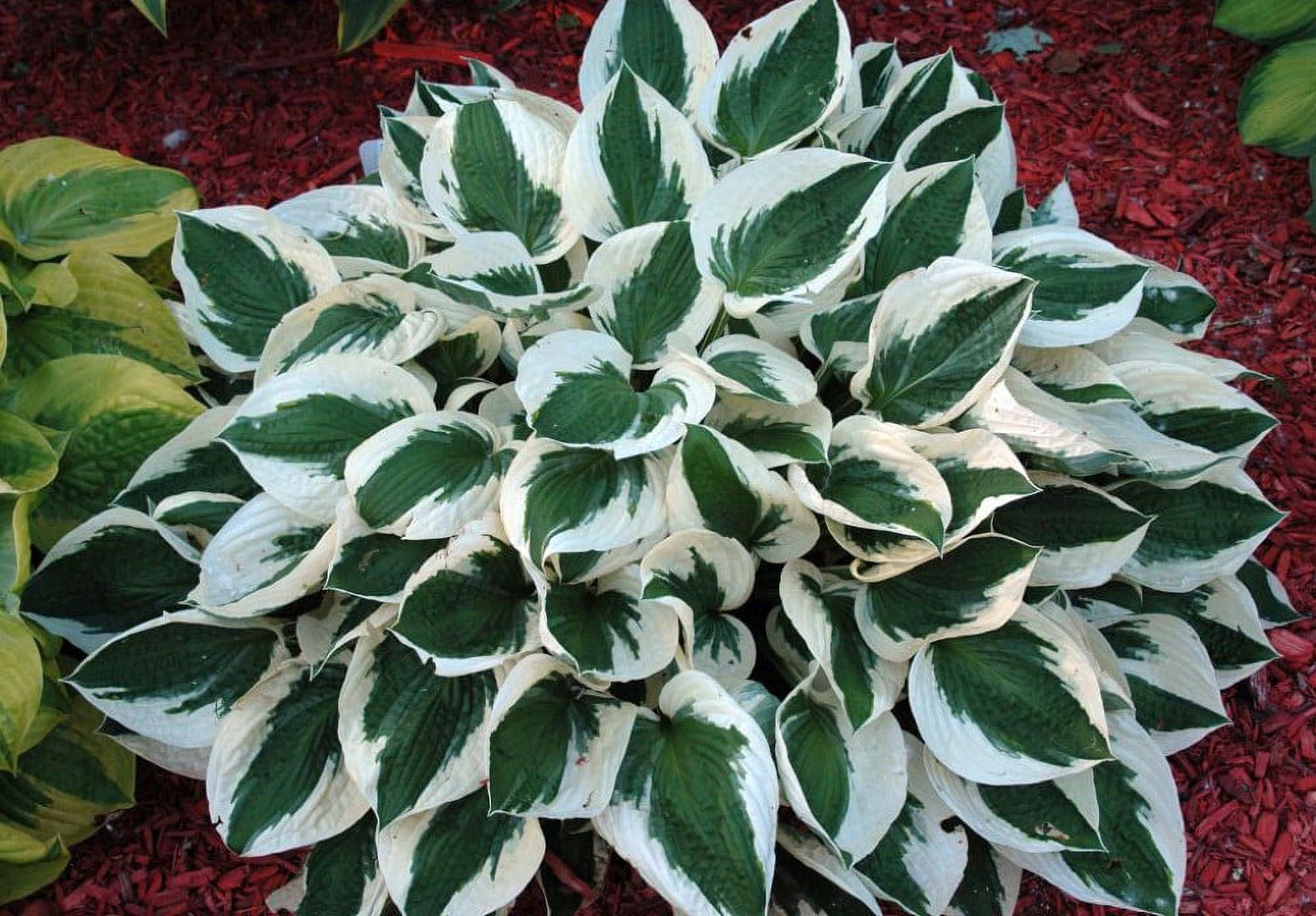 Patriot Hosta - Sold for $875 in 1992! - Live Plant - Gallon Pot ...