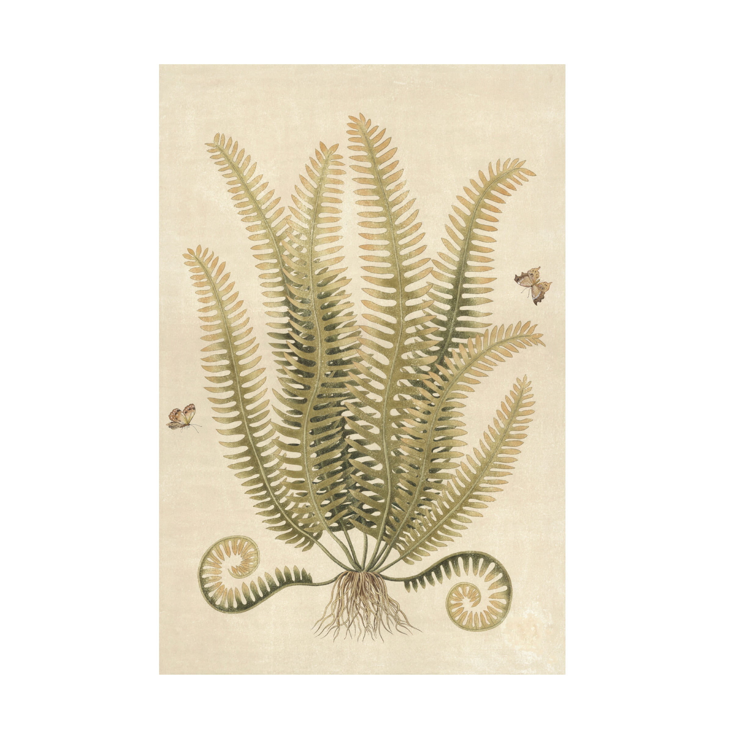 Paul Montgomery 'Ferns in Antique III' Canvas Art - Walmart.com