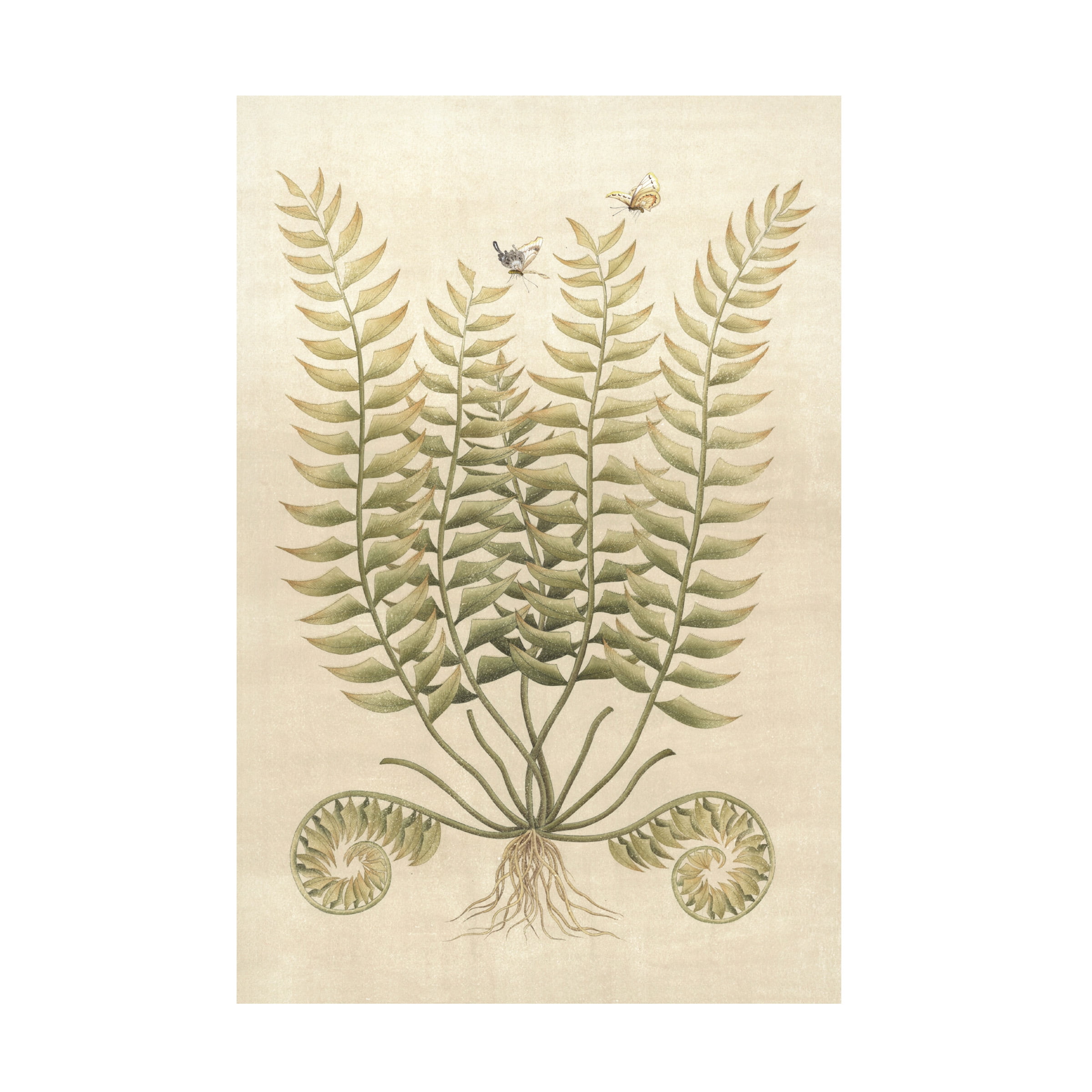 Paul Montgomery 'Ferns in Antique IV' Canvas Art - Walmart.com