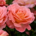 Paul Shirville Hybrid Tea Rose by Heirloom Roses - Fragrant Rose Bush ...