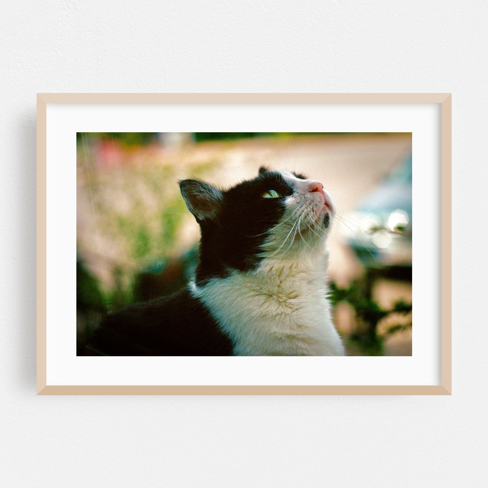Paul, the happy tomcat, looks up at the blue sky and enjoys the ...
