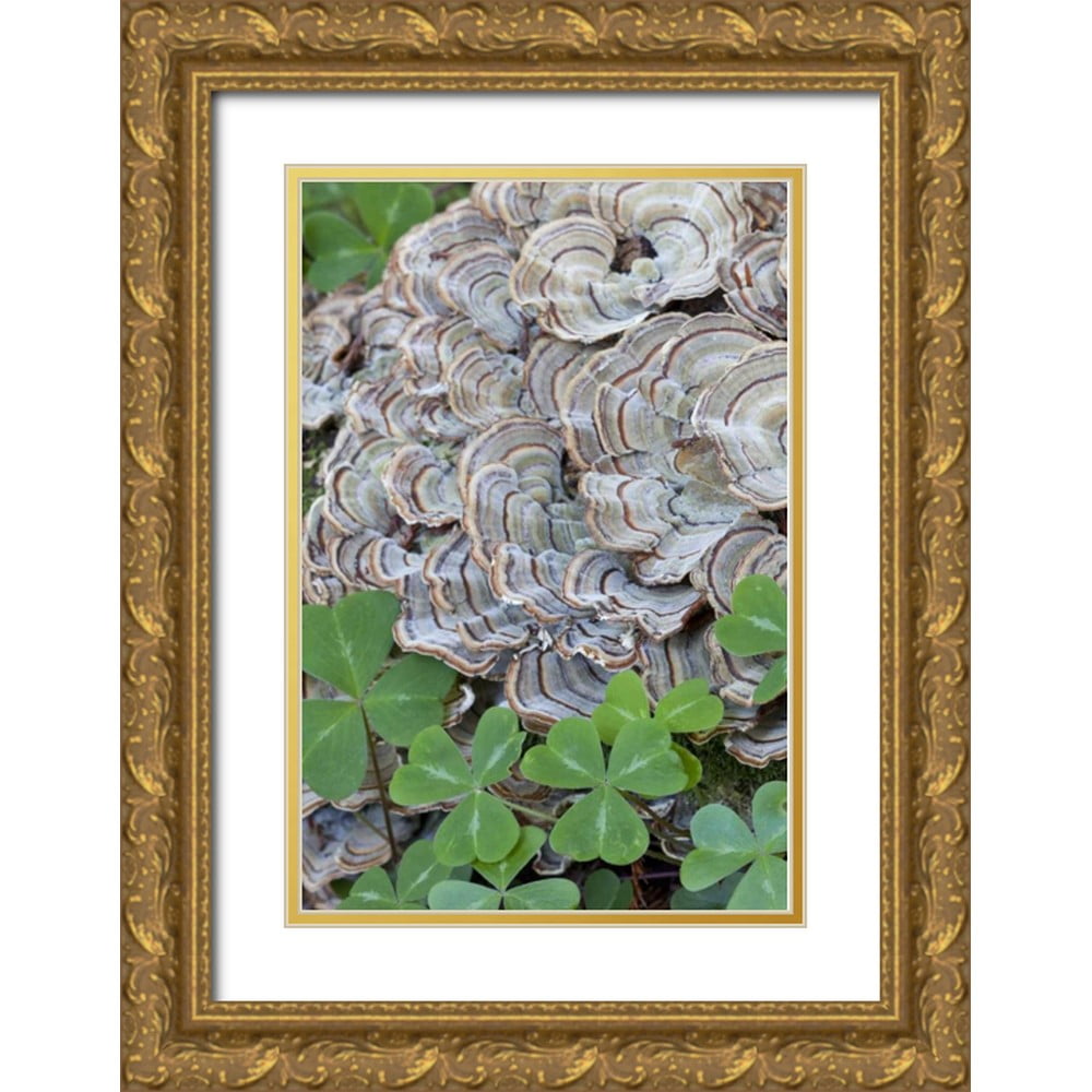 Paulson, Don 11x14 Gold Ornate Wood Framed with Double Matting Museum ...