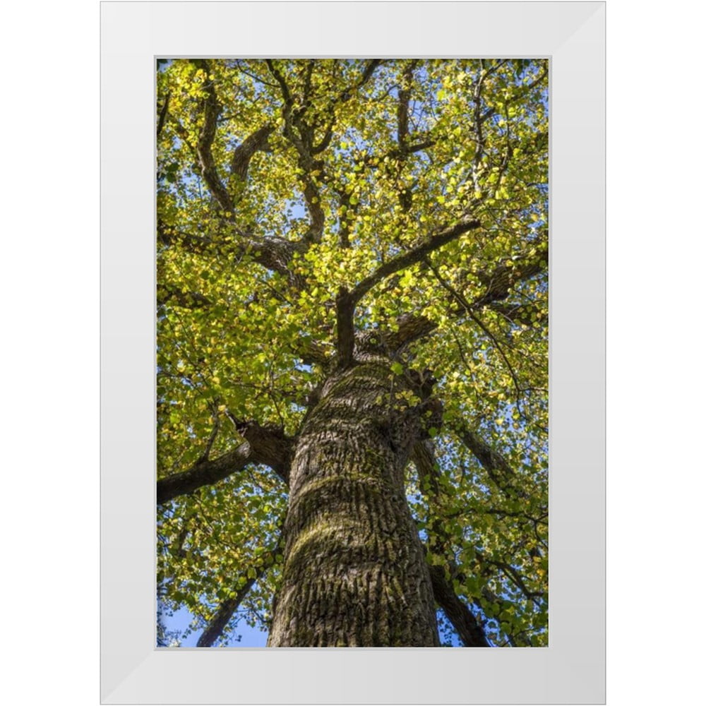 Paulson, Don 11x14 White Modern Wood Framed Museum Art Print Titled ...