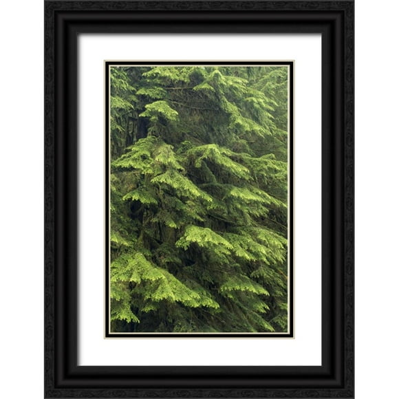 Western Hemlock Tree