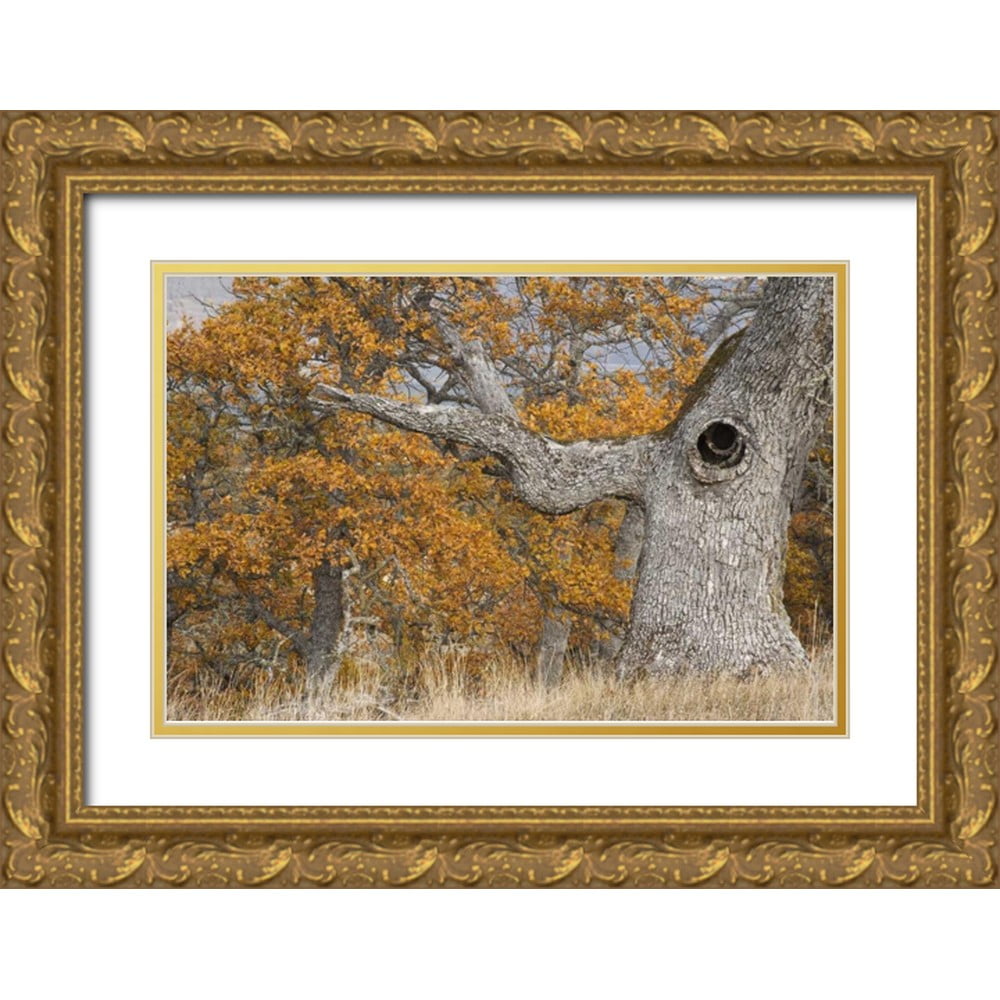 Paulson, Don 14x11 Gold Ornate Wood Framed with Double Matting Museum ...