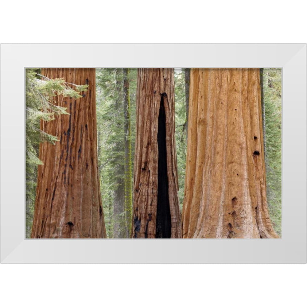 Paulson, Don 14x11 White Modern Wood Framed Museum Art Print Titled ...