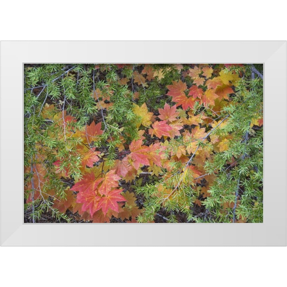 Paulson, Don 14x11 White Modern Wood Framed Museum Art Print Titled ...