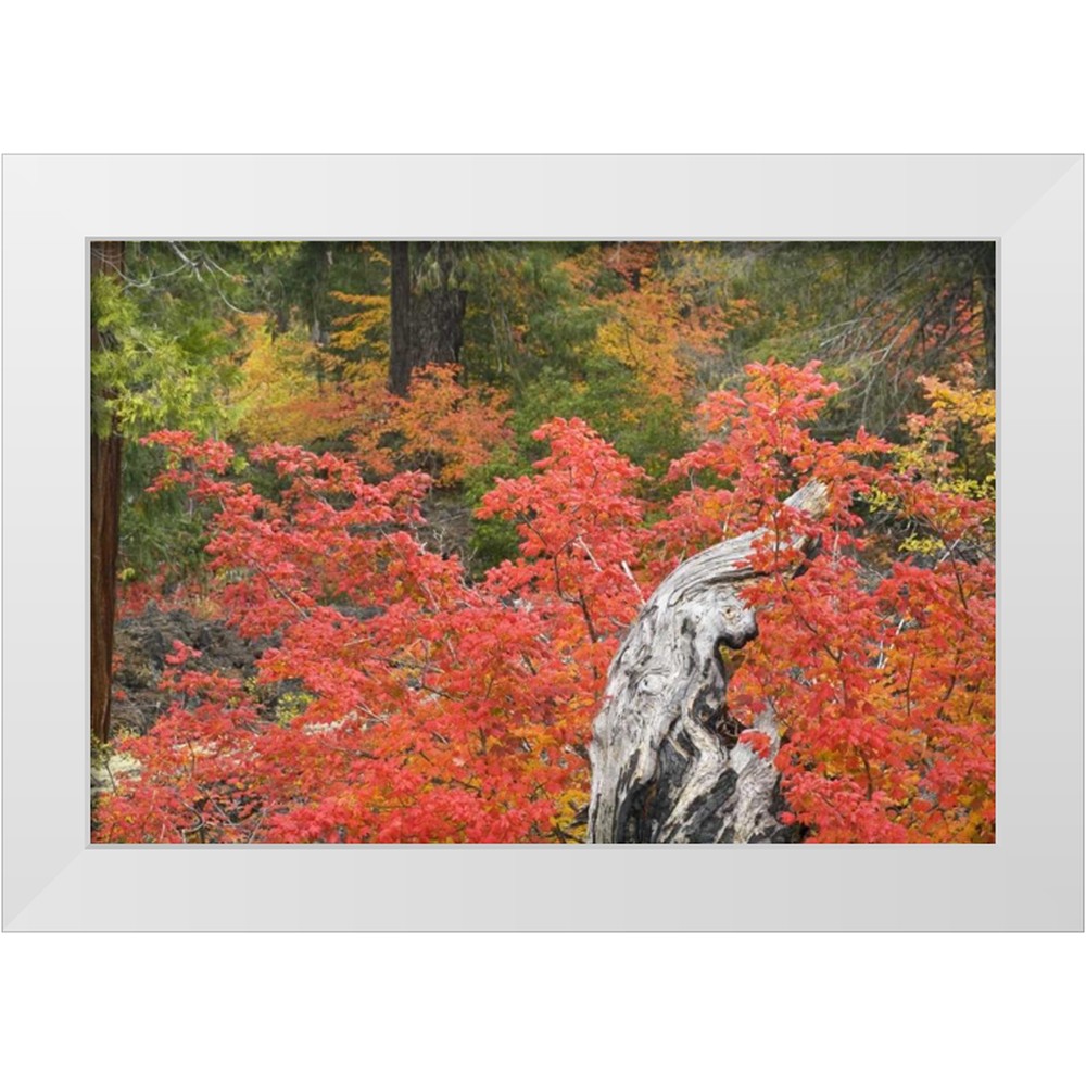 Paulson, Don 14x11 White Modern Wood Framed Museum Art Print Titled ...