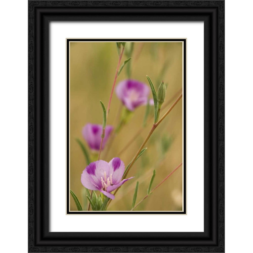 Paulson, Don 17x24 Black Ornate Wood Framed with Double Matting Museum ...