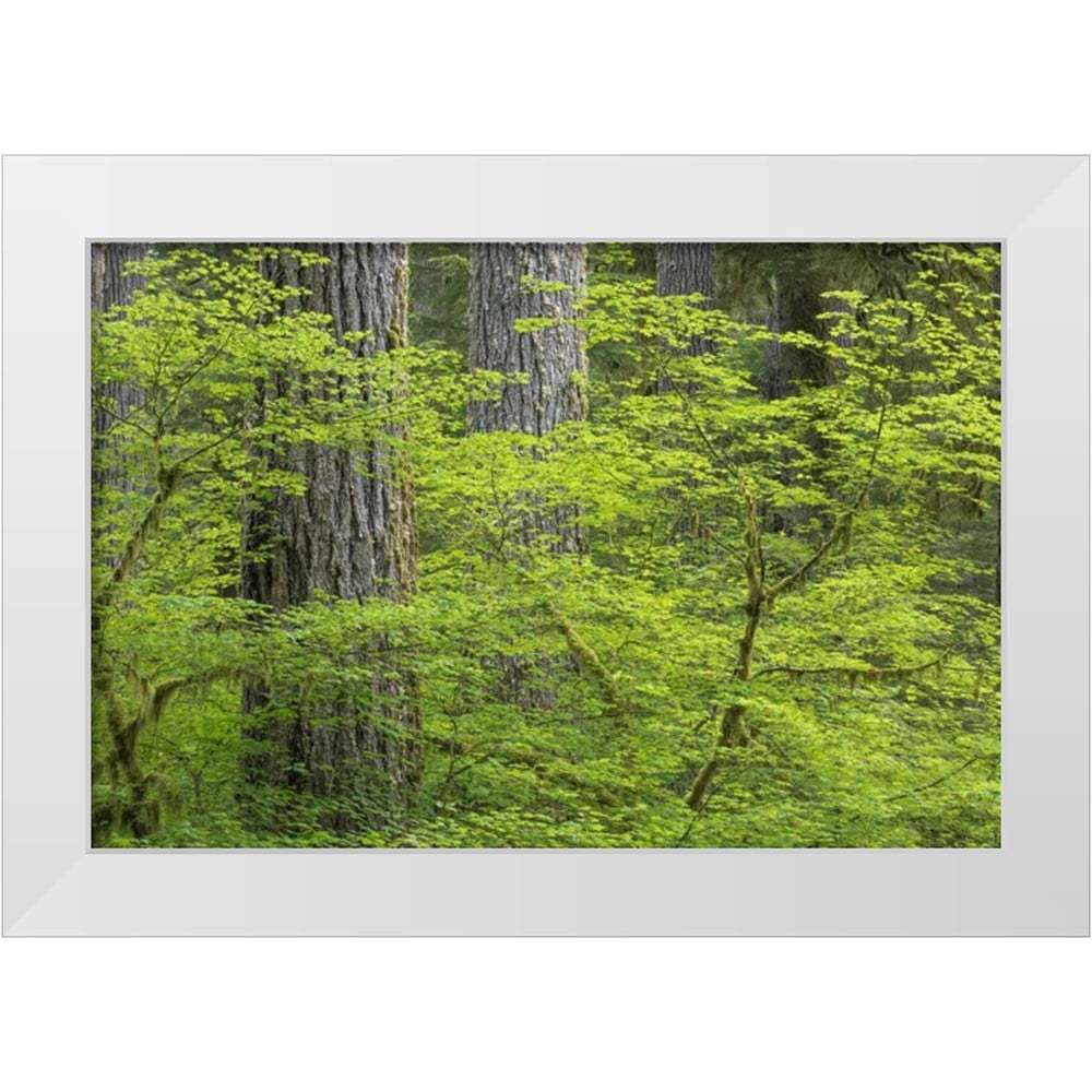 Paulson, Don 18x13 White Modern Wood Framed Museum Art Print Titled ...
