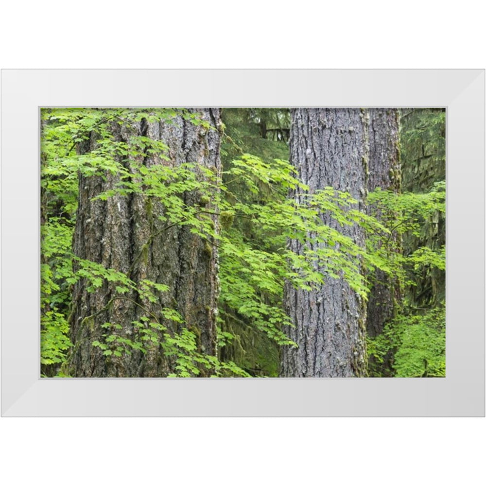 Paulson, Don 18x13 White Modern Wood Framed Museum Art Print Titled ...