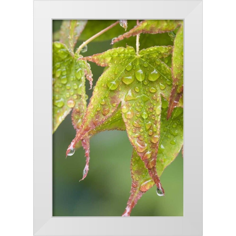 Paulson, Don 23x32 White Modern Wood Framed Museum Art Print Titled ...