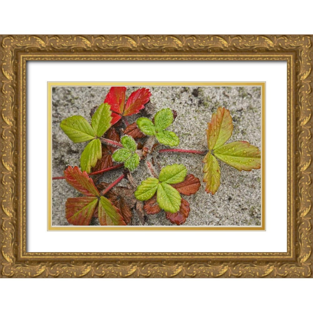 Paulson, Don 24x17 Gold Ornate Wood Framed with Double Matting Museum Art Print Titled - Canada ...