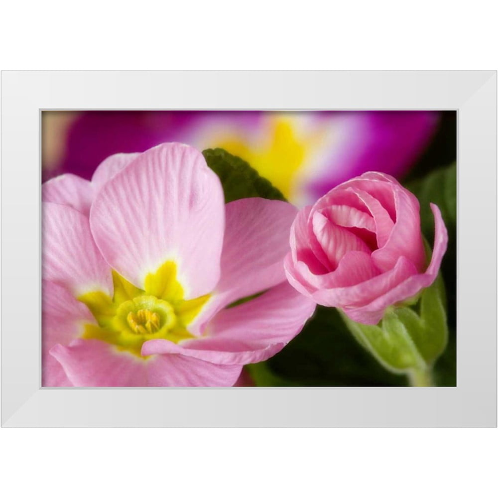 Paulson, Don 24x17 White Modern Wood Framed Museum Art Print Titled ...