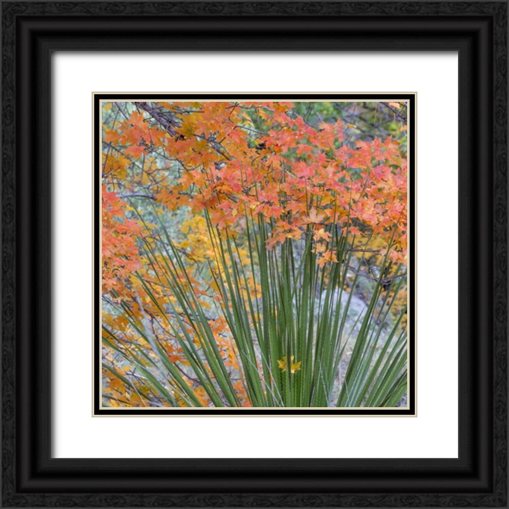 Paulson, Don 26x26 Black Ornate Wood Framed with Double Matting Museum ...