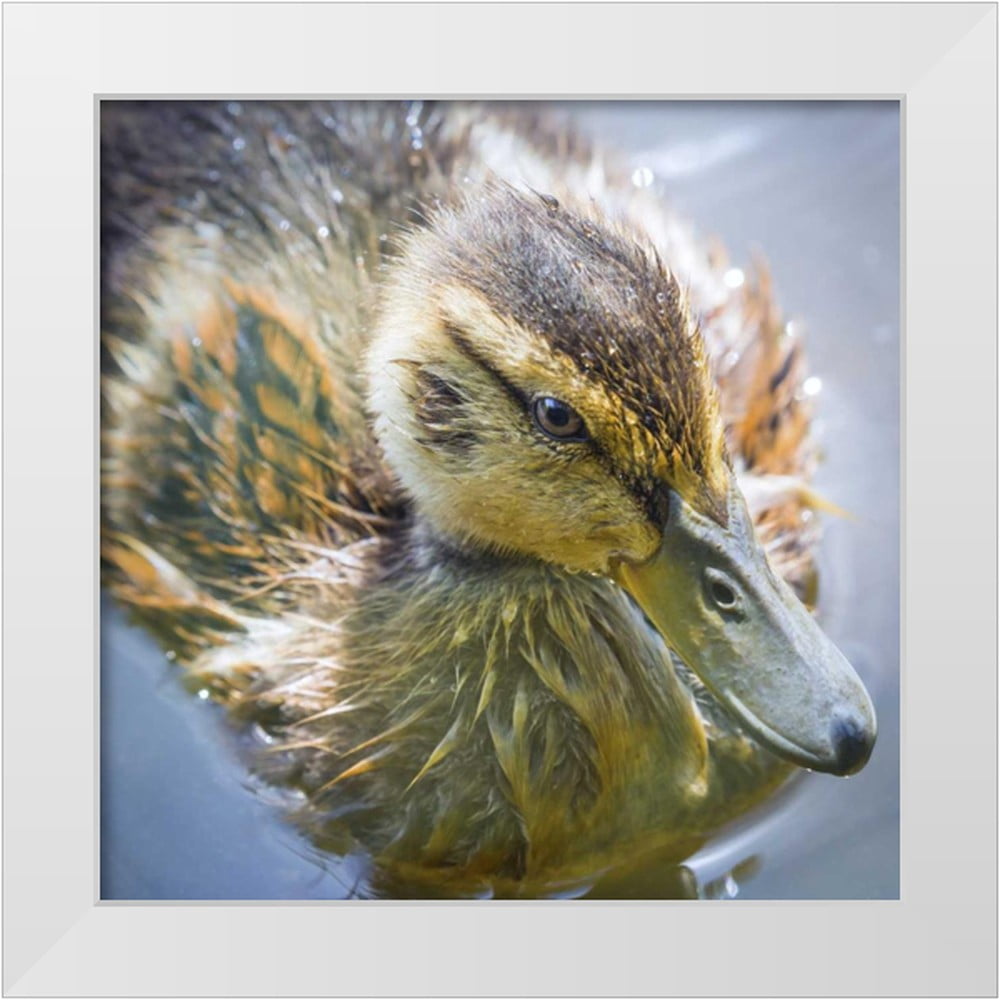 Paulson, Don 26x26 White Modern Wood Framed Museum Art Print Titled ...