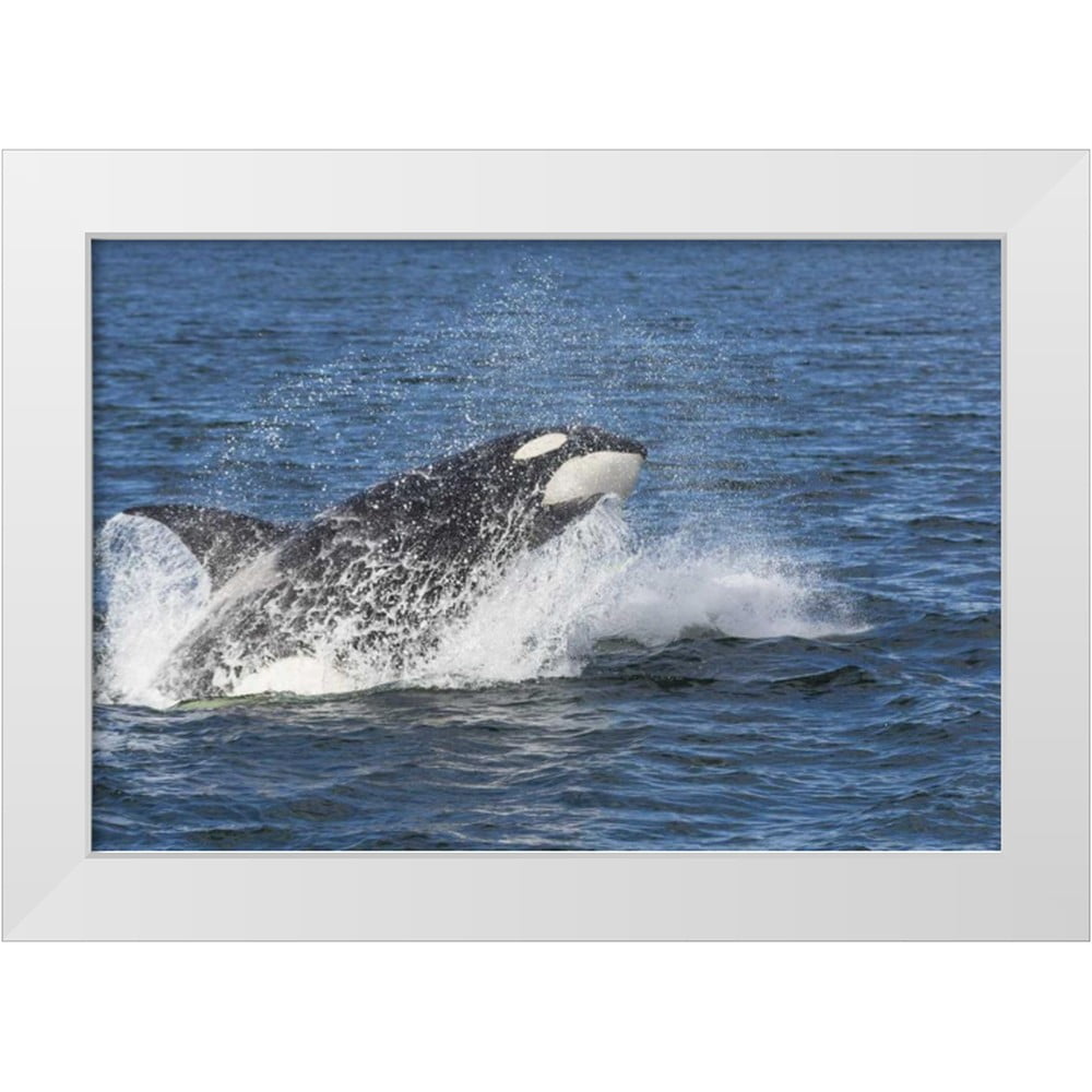 Paulson, Don 32x23 White Modern Wood Framed Museum Art Print Titled ...