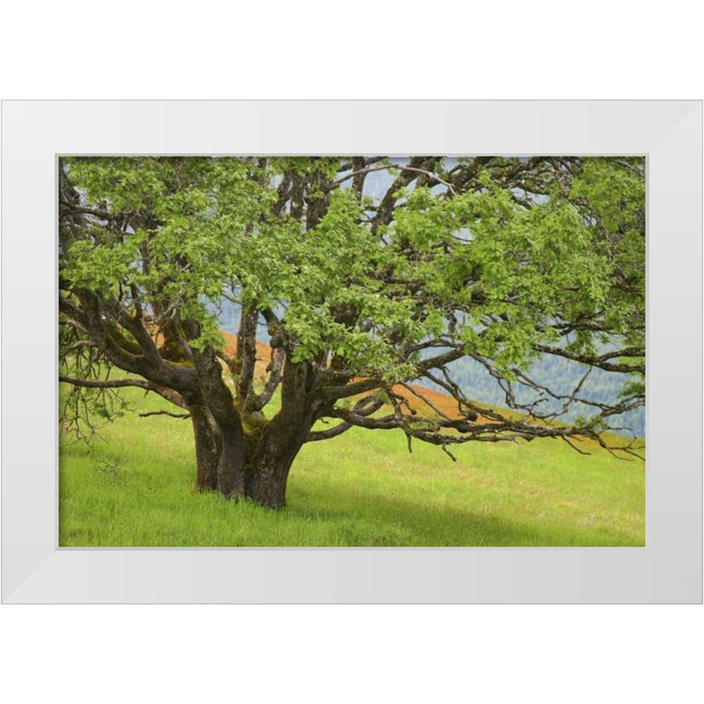 Paulson, Don 32x23 White Modern Wood Framed Museum Art Print Titled ...