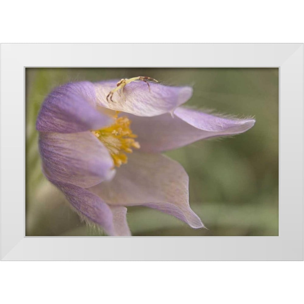 Paulson, Don 32x23 White Modern Wood Framed Museum Art Print Titled ...