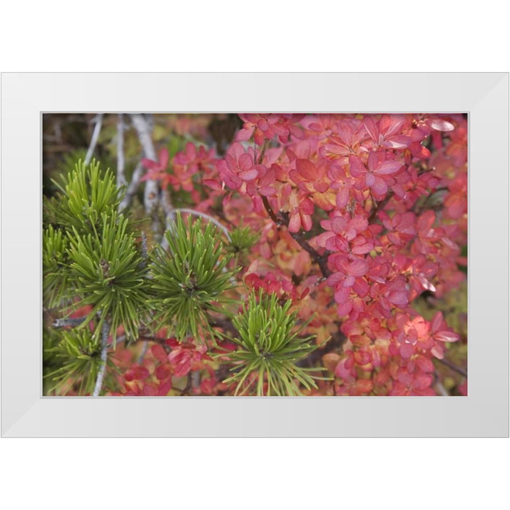 Paulson, Don 32x23 White Modern Wood Framed Museum Art Print Titled ...