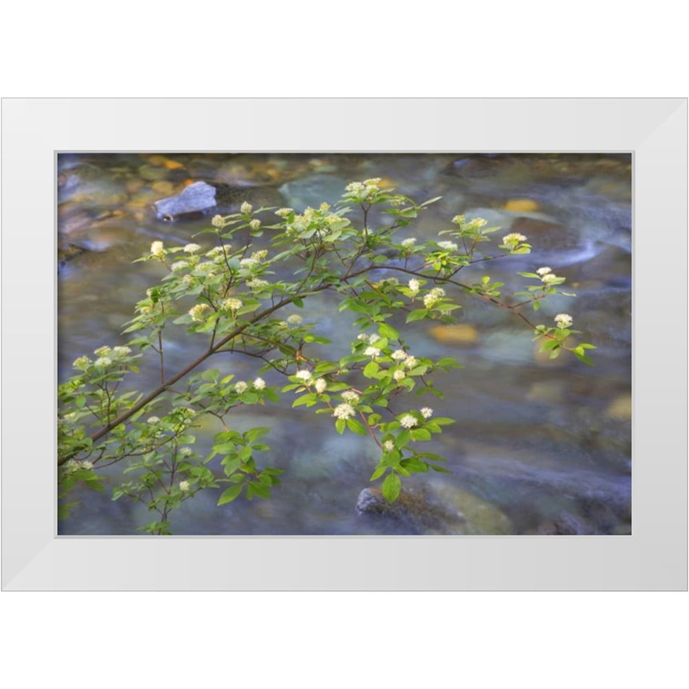 Paulson, Don 32x23 White Modern Wood Framed Museum Art Print Titled - Washington Red osier ...