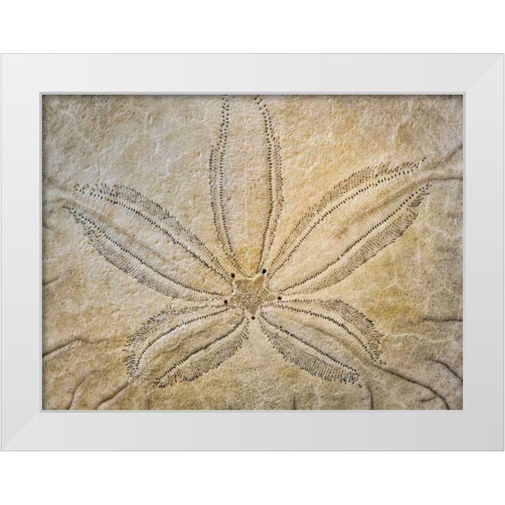 Paulson, Don 32x25 White Modern Wood Framed Museum Art Print Titled ...