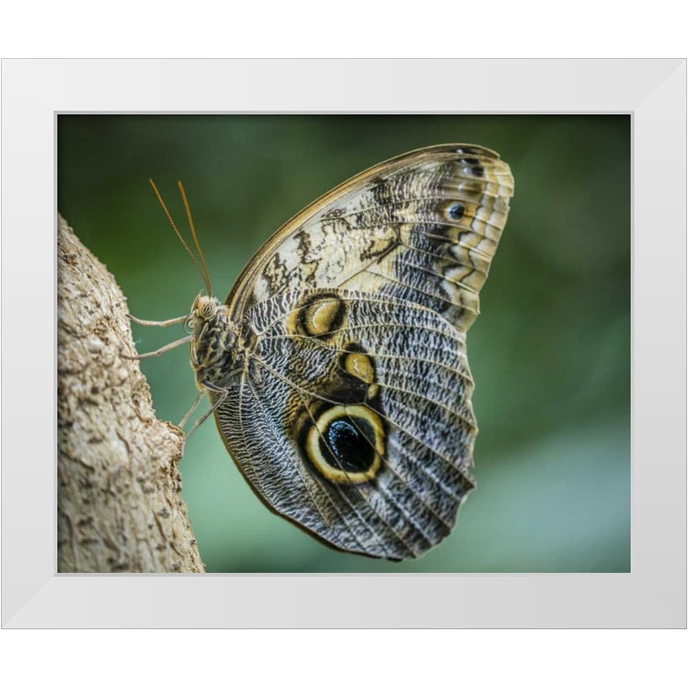 Paulson, Don 32x26 White Modern Wood Framed Museum Art Print Titled ...