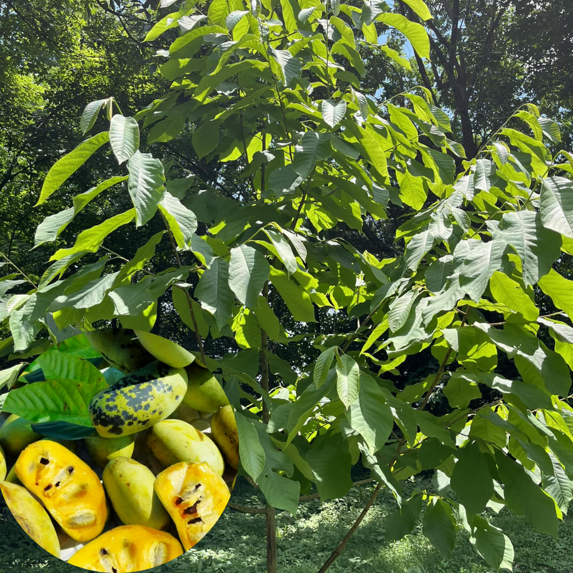 Paw Paw Tree Live Plant, 6-12 inch Tall Live Plant, Dormant Edible ...