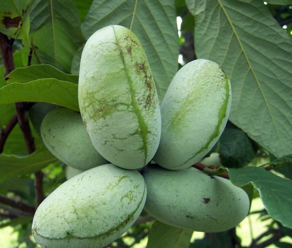Paw Paw Tree Live Plant 7-12" Tall in Quart Pot- Asimina Triloba ...
