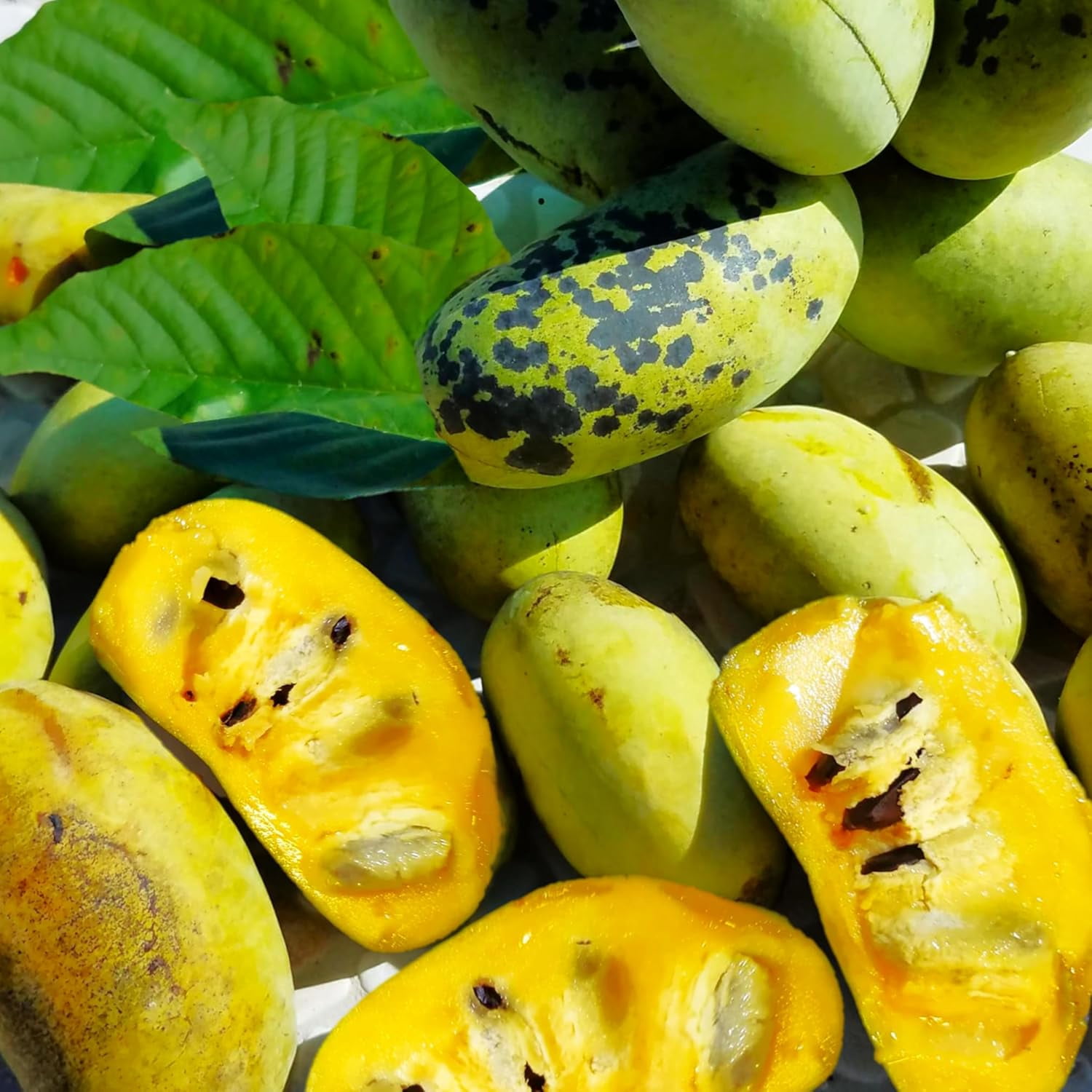 Paw Paw Tree Plant, 6 to 10 Inch Tall Pawpaw Fruit Tree Plant for ...