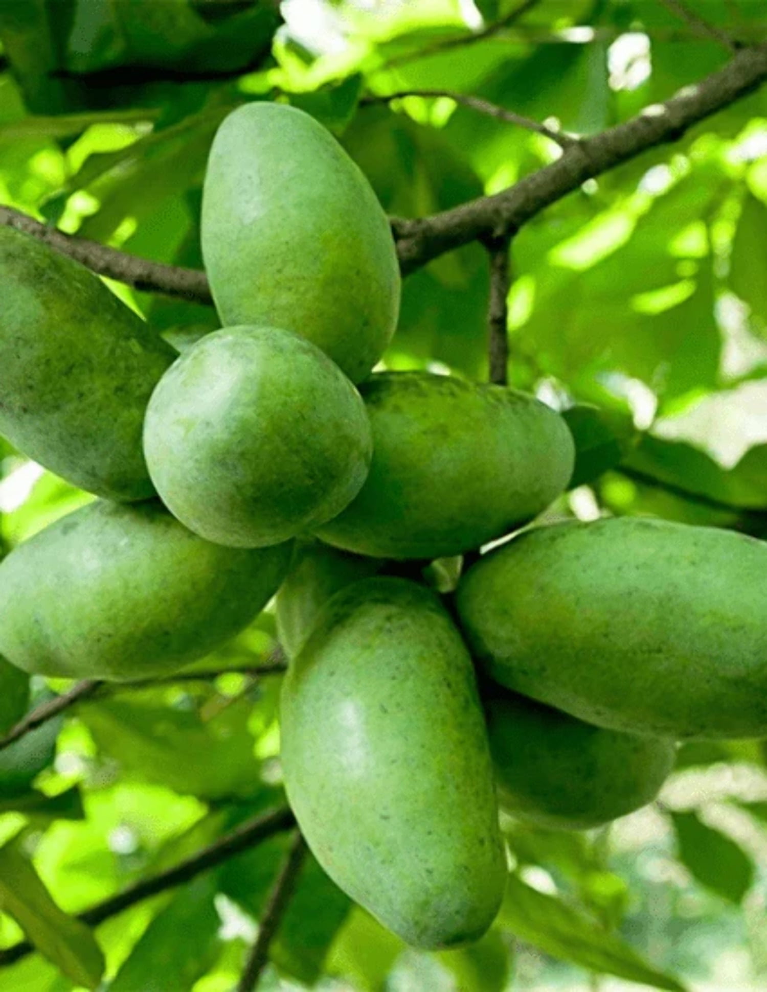 Paw Paw tree seedling - Walmart.com