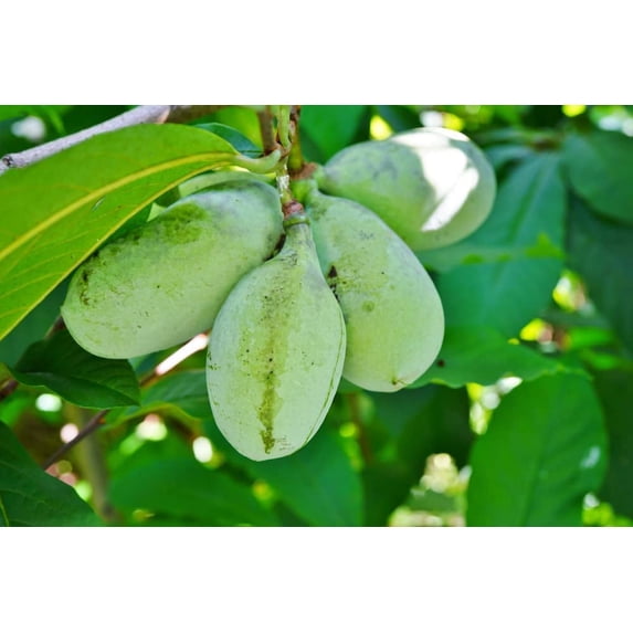 CZ Grain Pawpaw Tree Seeds | 6 Edible Fruit Seeds | Ships from Iowa ...